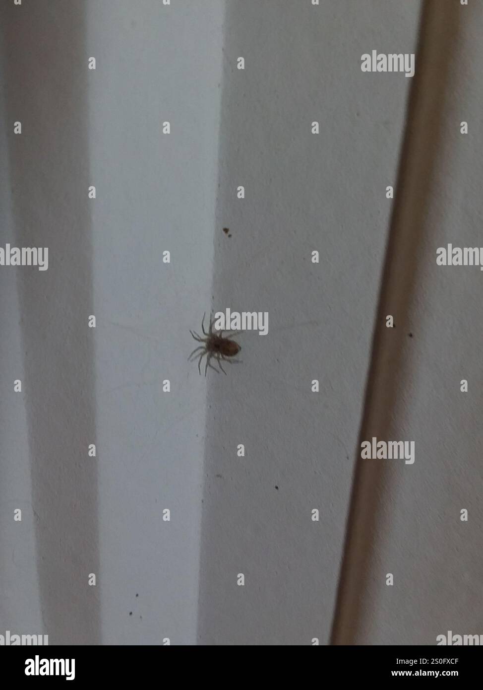 Wall Spider (Oecobius navus Stock Photo - Alamy