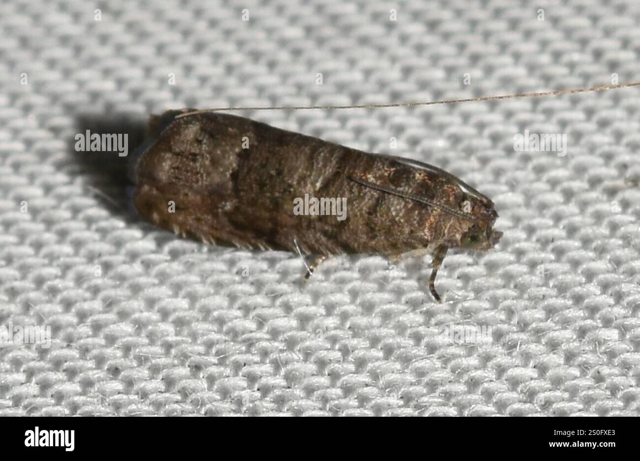 Cherry Fruitworm Moth (Aspila packardi Stock Photo - Alamy