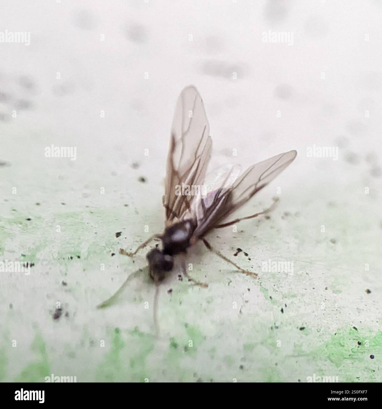 Citronella Ants, Fuzzy Ants, and Allies (Lasius Stock Photo - Alamy