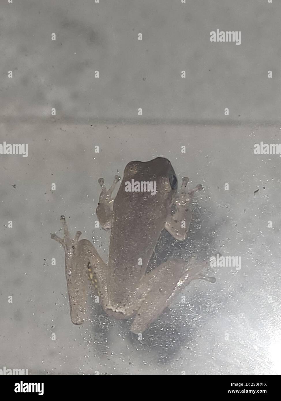 Pine Woods Tree Frog (Hyla femoralis Stock Photo - Alamy