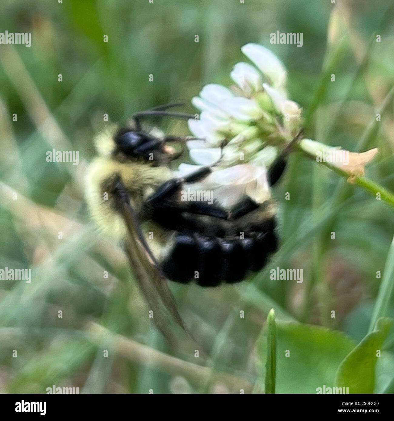 Common Eastern Bumble Bee (Bombus impatiens Stock Photo - Alamy