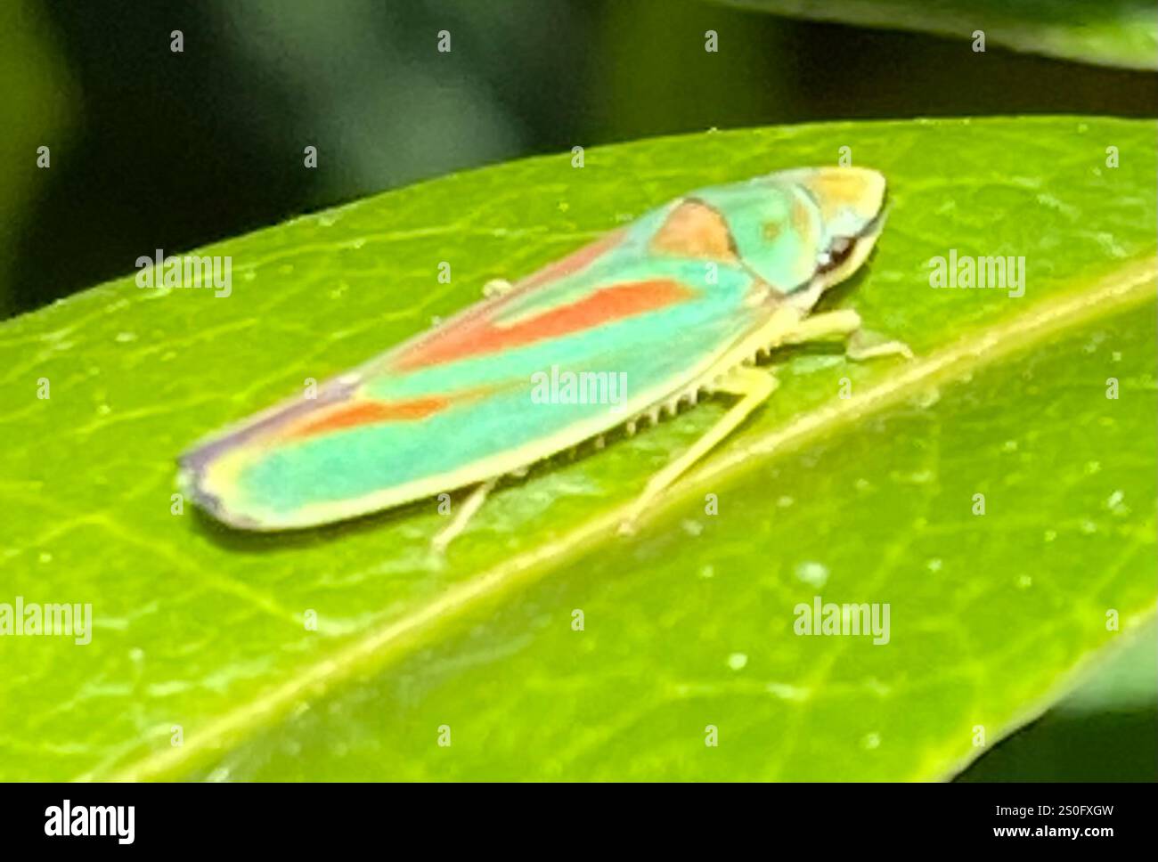 Rhododendron Leafhopper (Graphocephala fennahi Stock Photo - Alamy