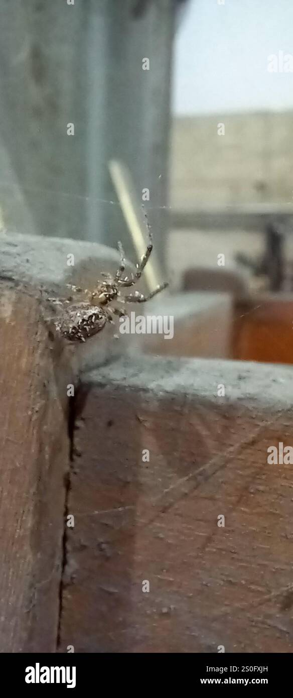 Silver-sided Sector Spider (Zygiella x-notata Stock Photo - Alamy