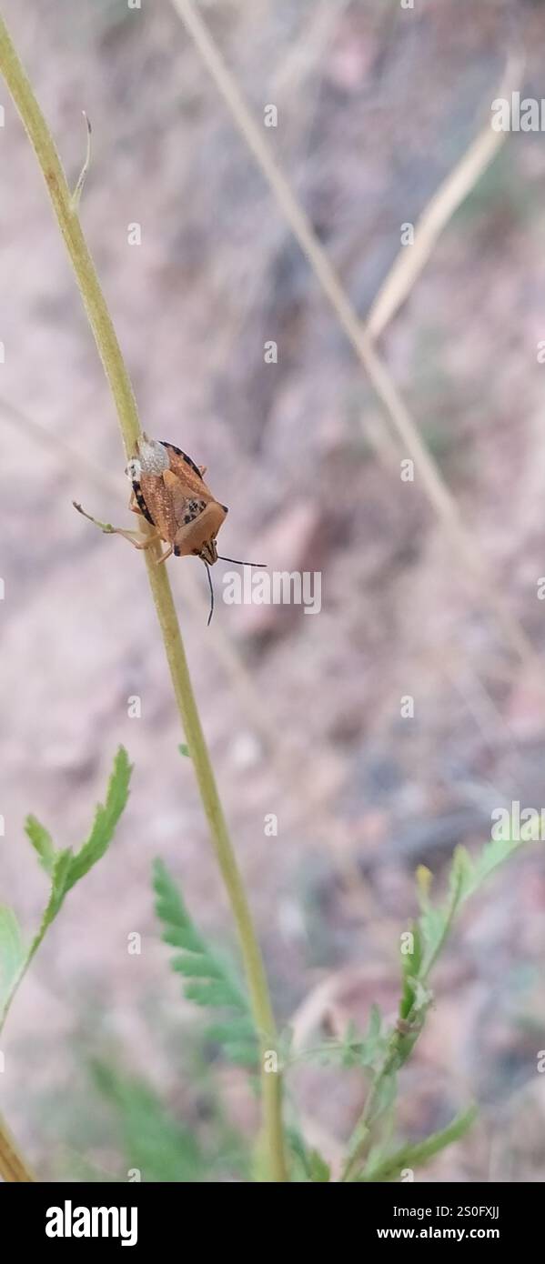 Coreanus hi-res stock photography and images - Alamy