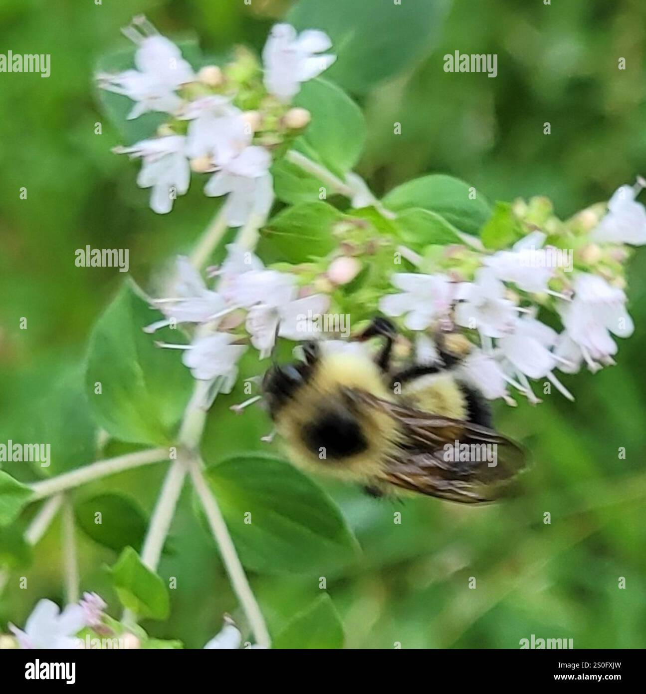 Half-black Bumble Bee (Bombus vagans Stock Photo - Alamy