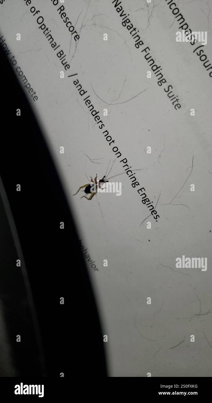 Red-headed Bush Cricket (Phyllopalpus pulchellus Stock Photo - Alamy