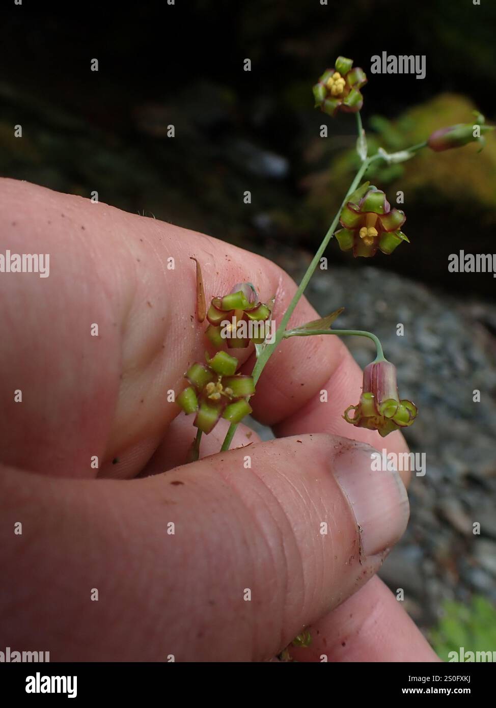 bronze-bells (Anticlea occidentalis Stock Photo - Alamy