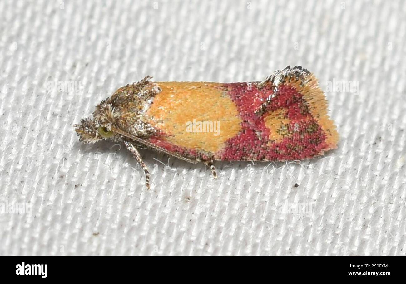 Primrose Cochylid Moth (Atroposia oenotherana Stock Photo - Alamy