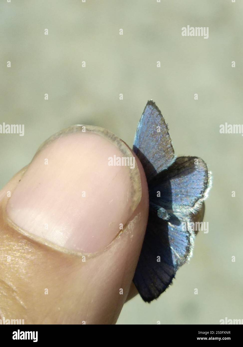 Provençal short-tailed blue (Cupido alcetas Stock Photo - Alamy