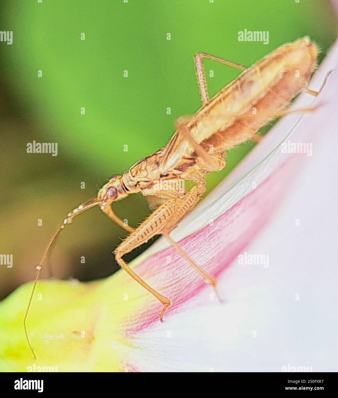 Marsh Damsel Bug (Nabis limbatus Stock Photo - Alamy