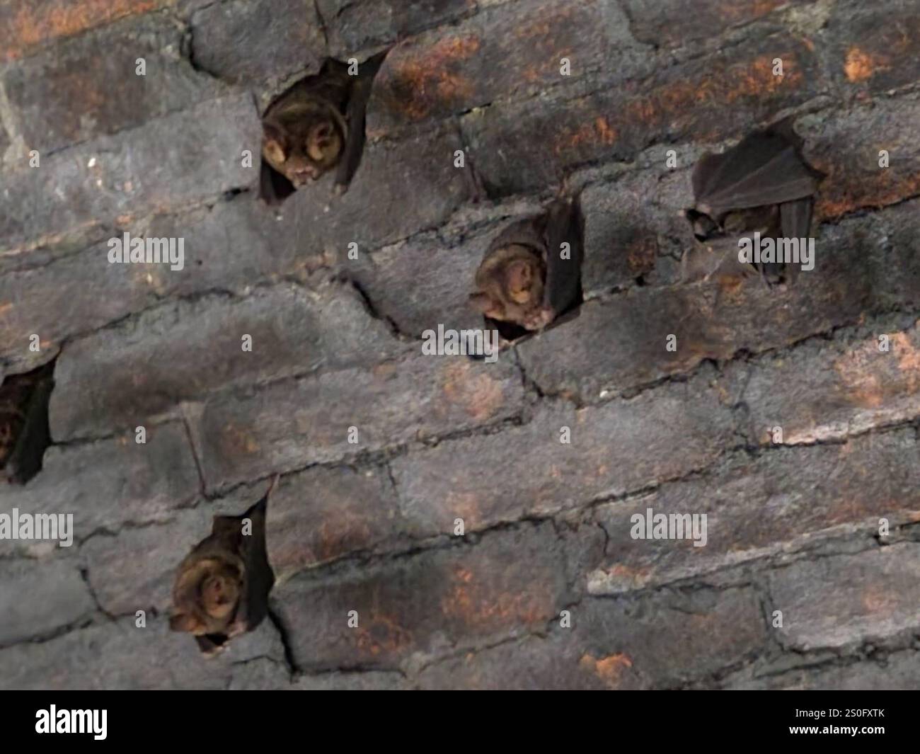 Old World Roundleaf Bats (Hipposideros Stock Photo - Alamy