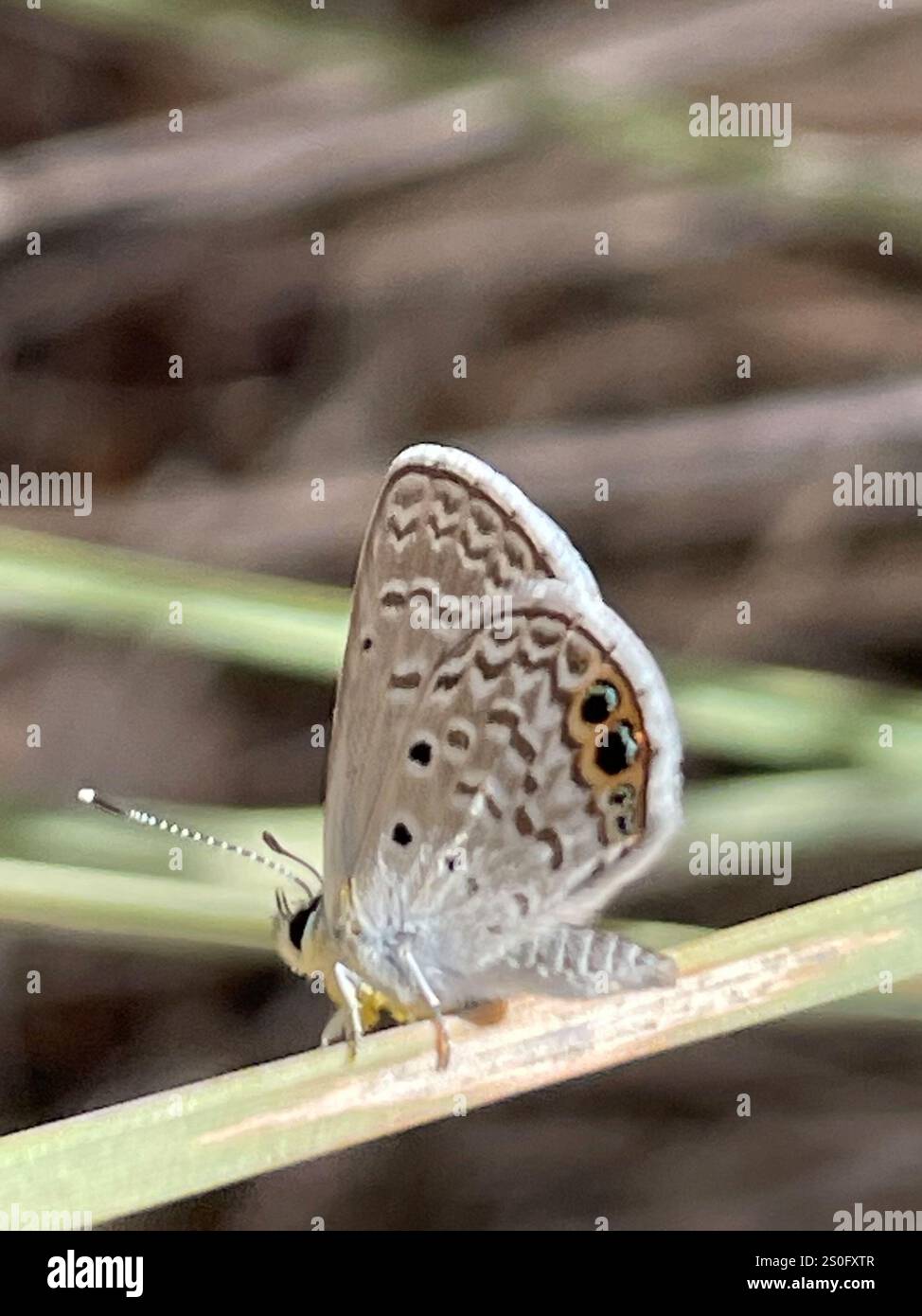Ceraunus Blue (Hemiargus ceraunus Stock Photo - Alamy