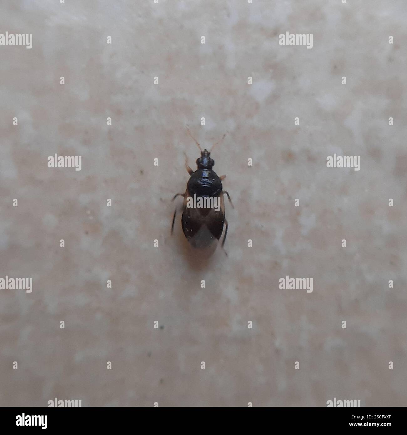 Minute pirate bugs (Anthocoridae Stock Photo - Alamy