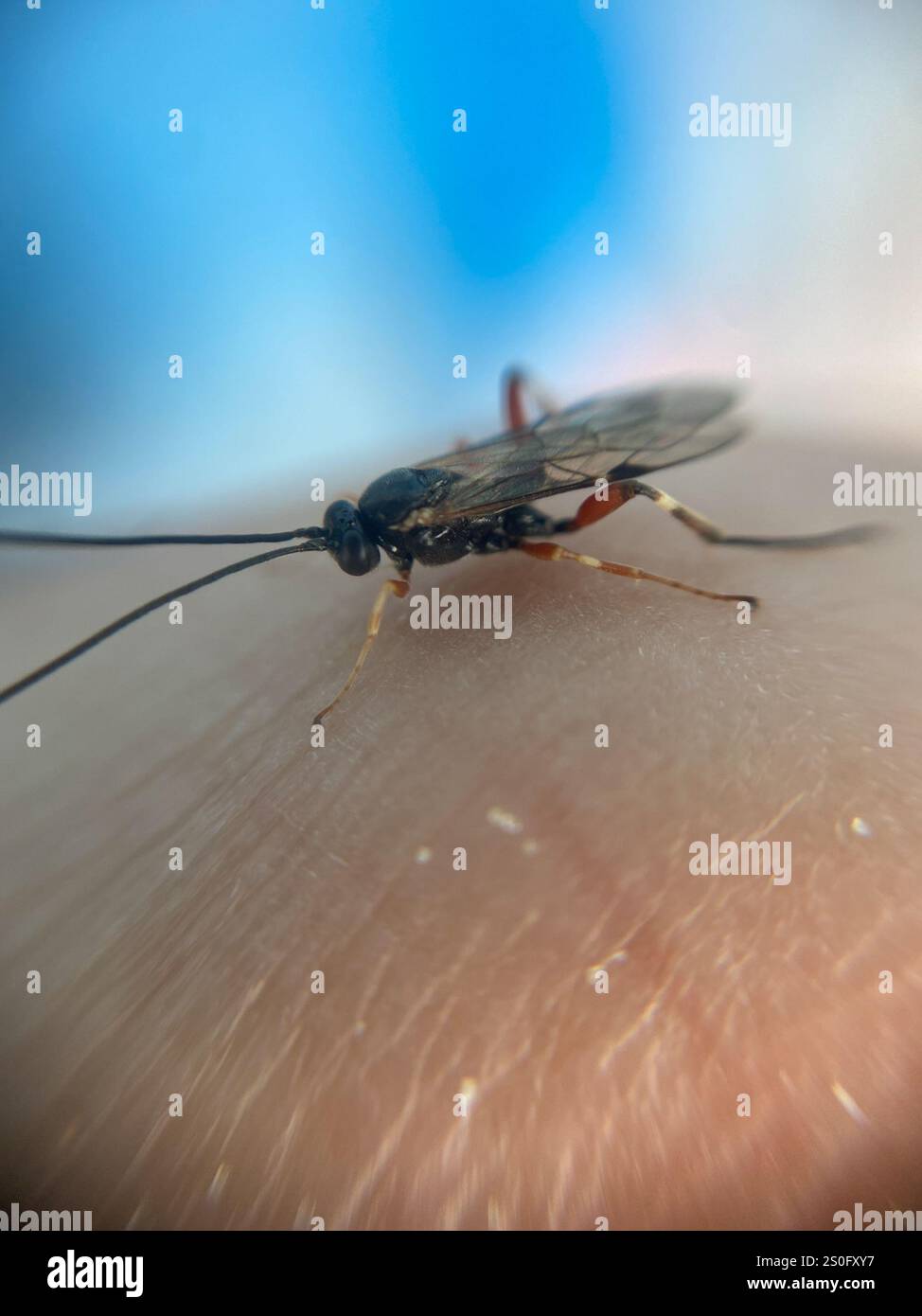 Common Hover Fly Parasitoid Wasp (Diplazon laetatorius Stock Photo - Alamy