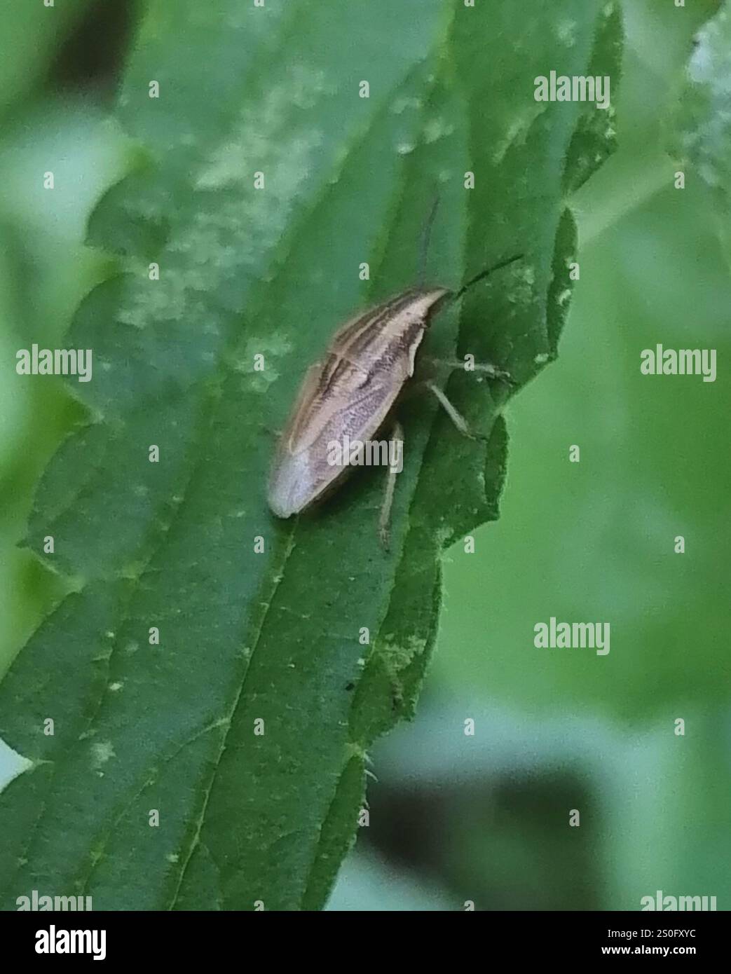 Bishop's Mitre Shield Bug (Aelia acuminata Stock Photo - Alamy