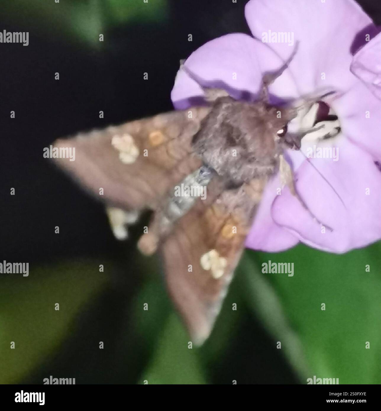 Ear Moth (Amphipoea oculea Stock Photo - Alamy