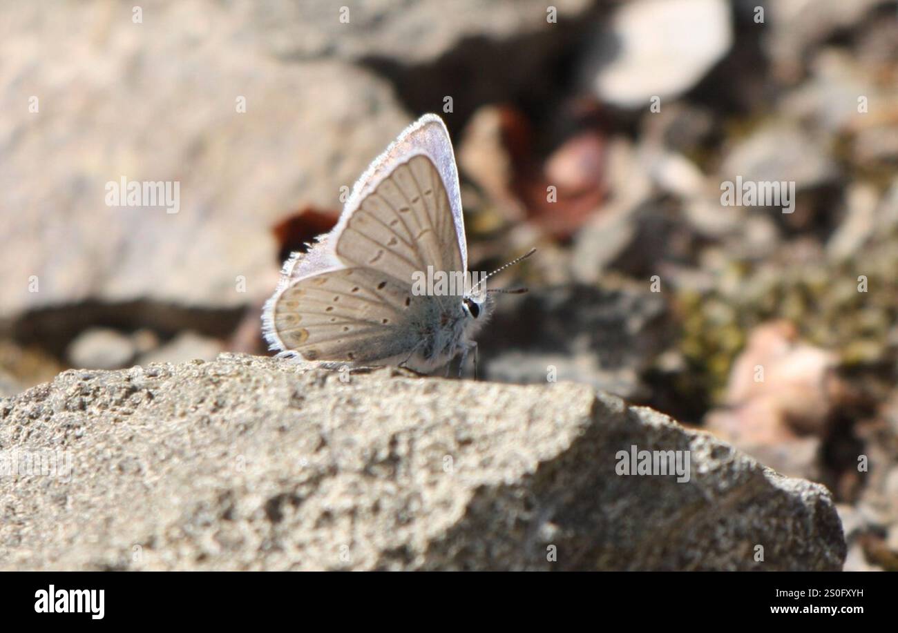 Anna's Blue (Plebejus anna Stock Photo - Alamy