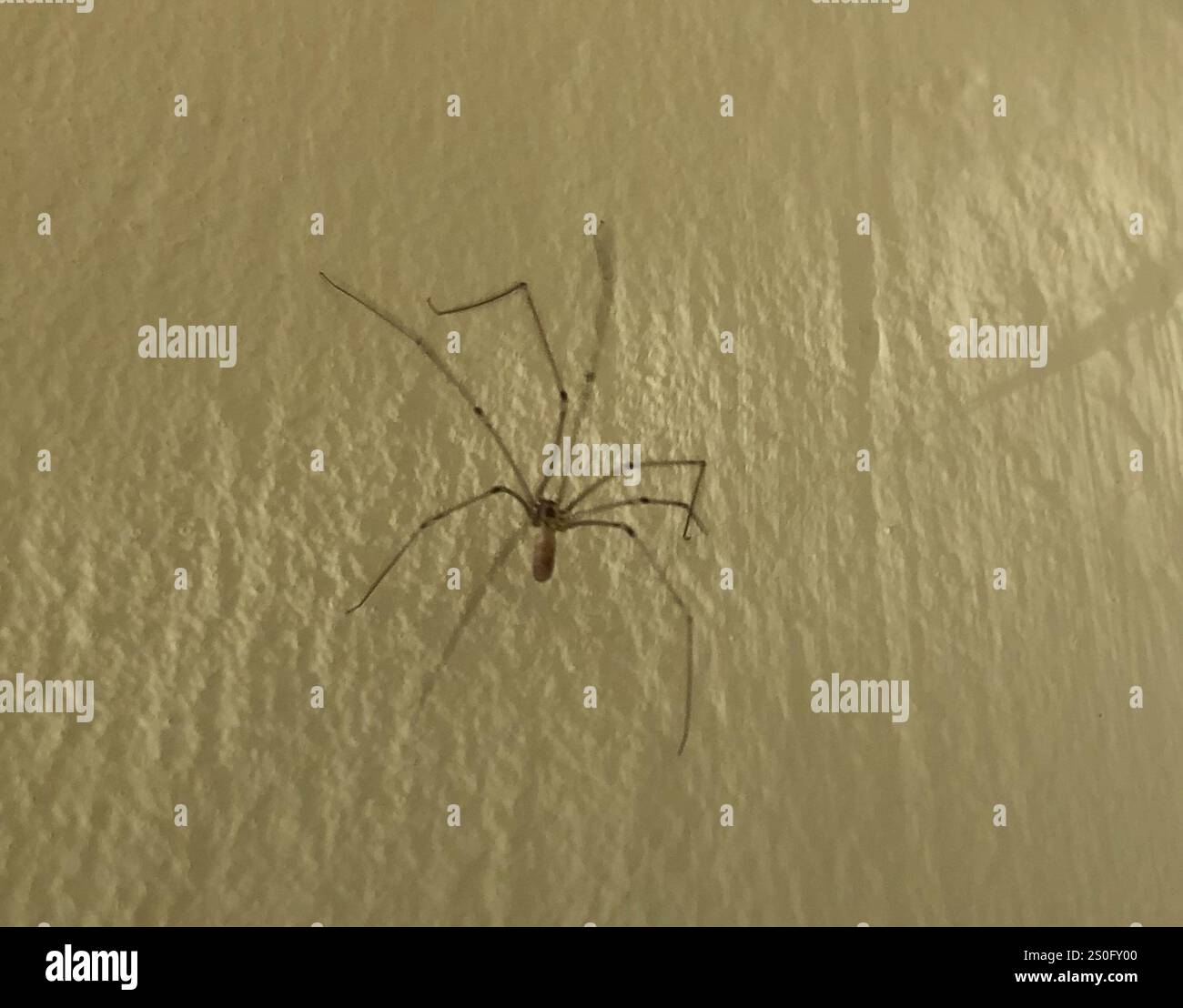 Long-bodied Cellar Spider (Pholcus phalangioides Stock Photo - Alamy