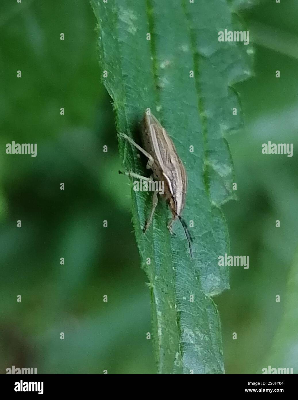 Bishop's Mitre Shield Bug (Aelia acuminata Stock Photo - Alamy