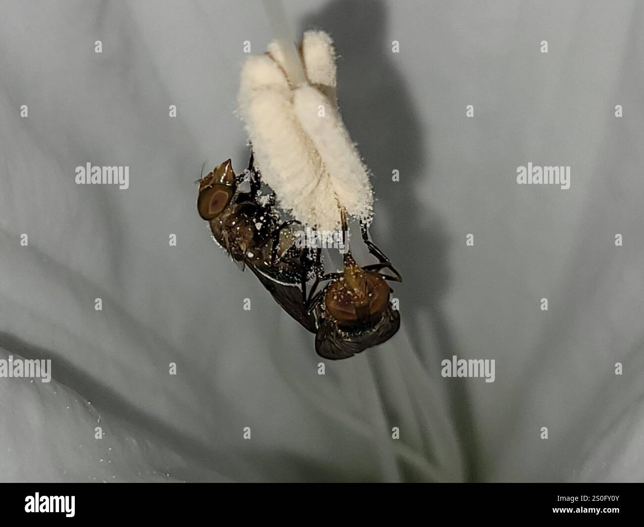 Iridescent Bromeliad Fly (Copestylum vesicularium Stock Photo - Alamy