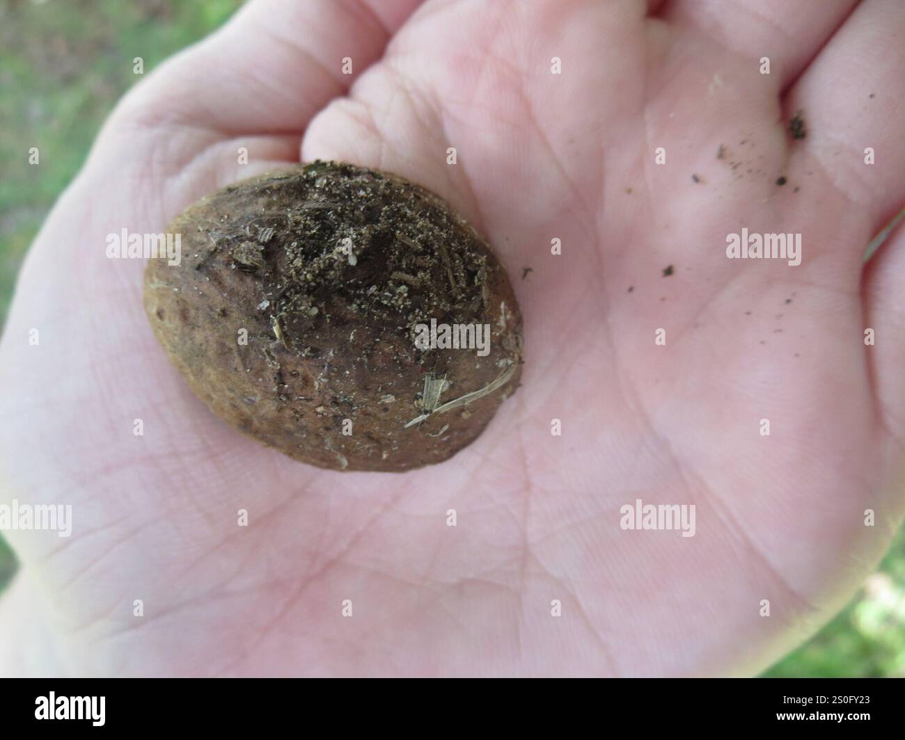 pignut hickory (Carya glabra Stock Photo - Alamy