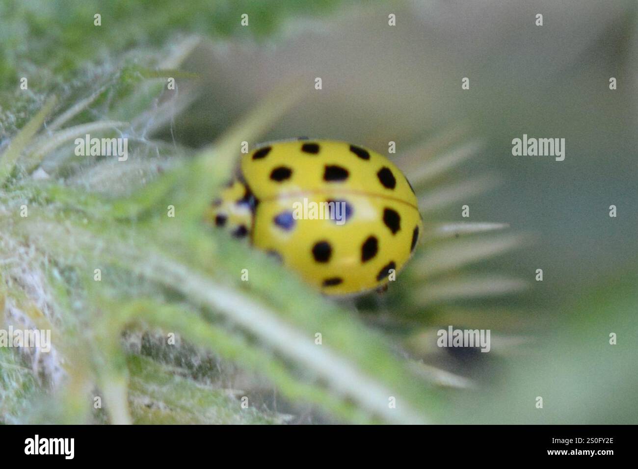 22-spot Ladybird (Psyllobora vigintiduopunctata Stock Photo - Alamy