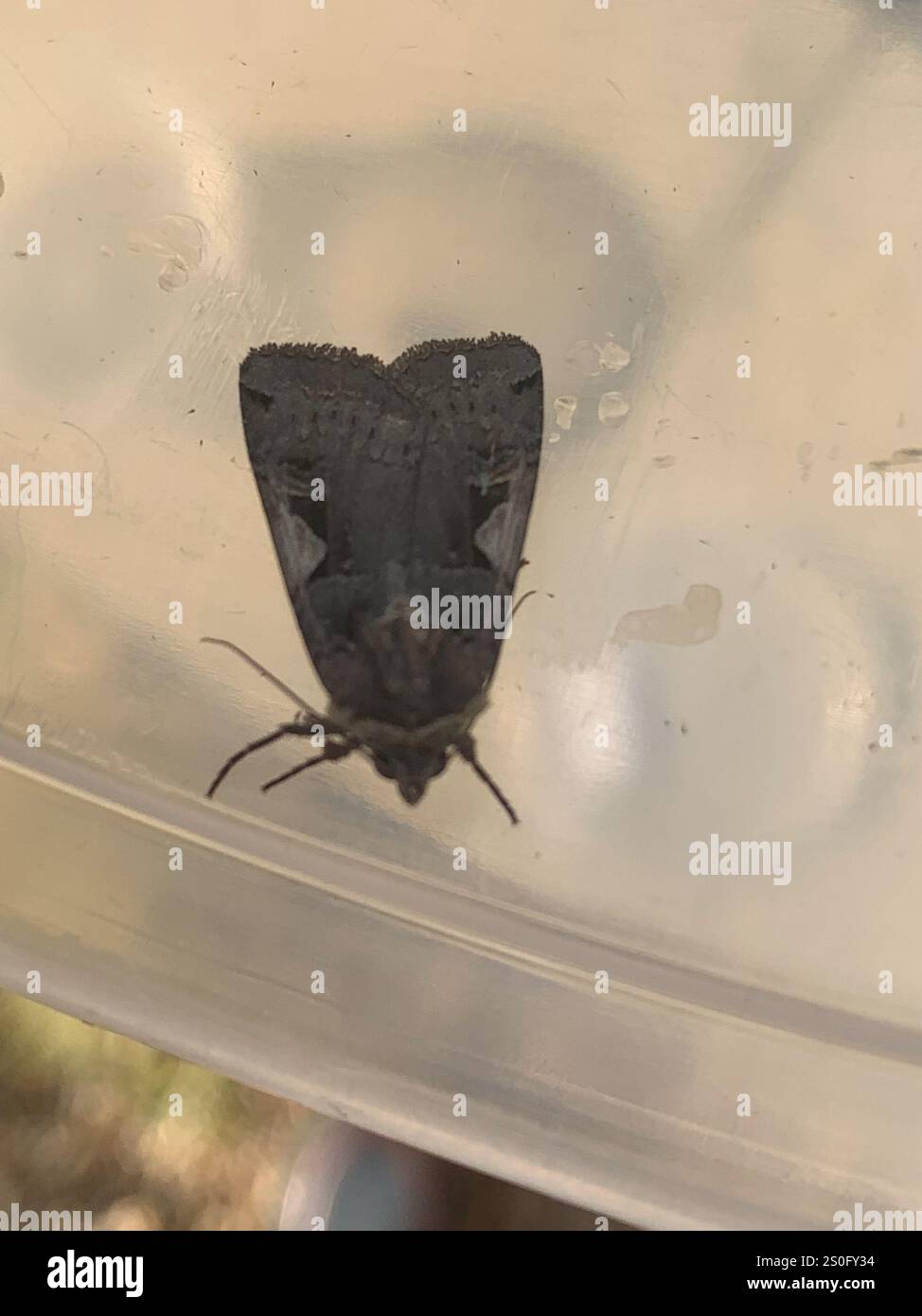 Setaceous Hebrew Character (Xestia c-nigrum Stock Photo - Alamy