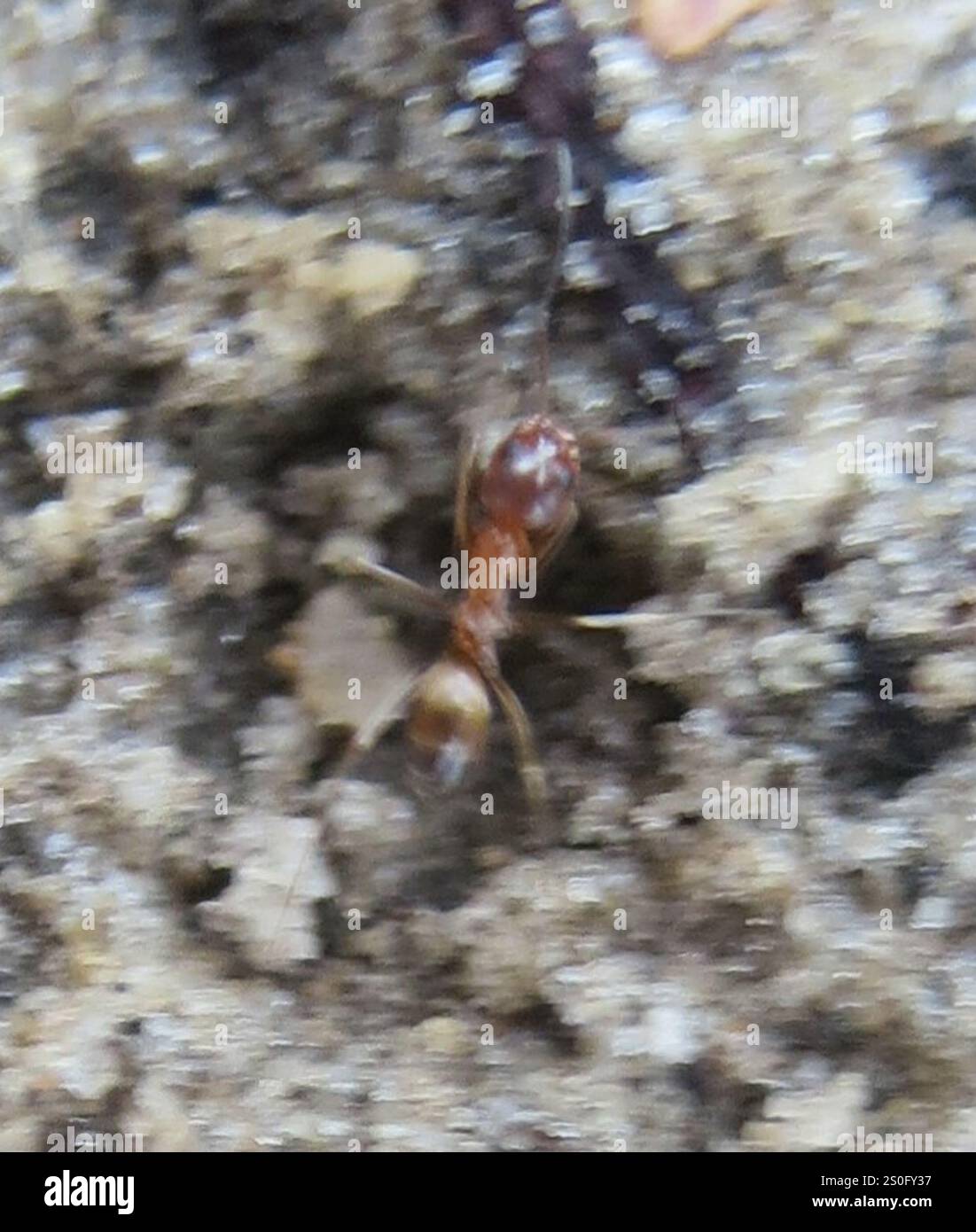 Buren's Pyramid Ant (Dorymyrmex bureni Stock Photo - Alamy