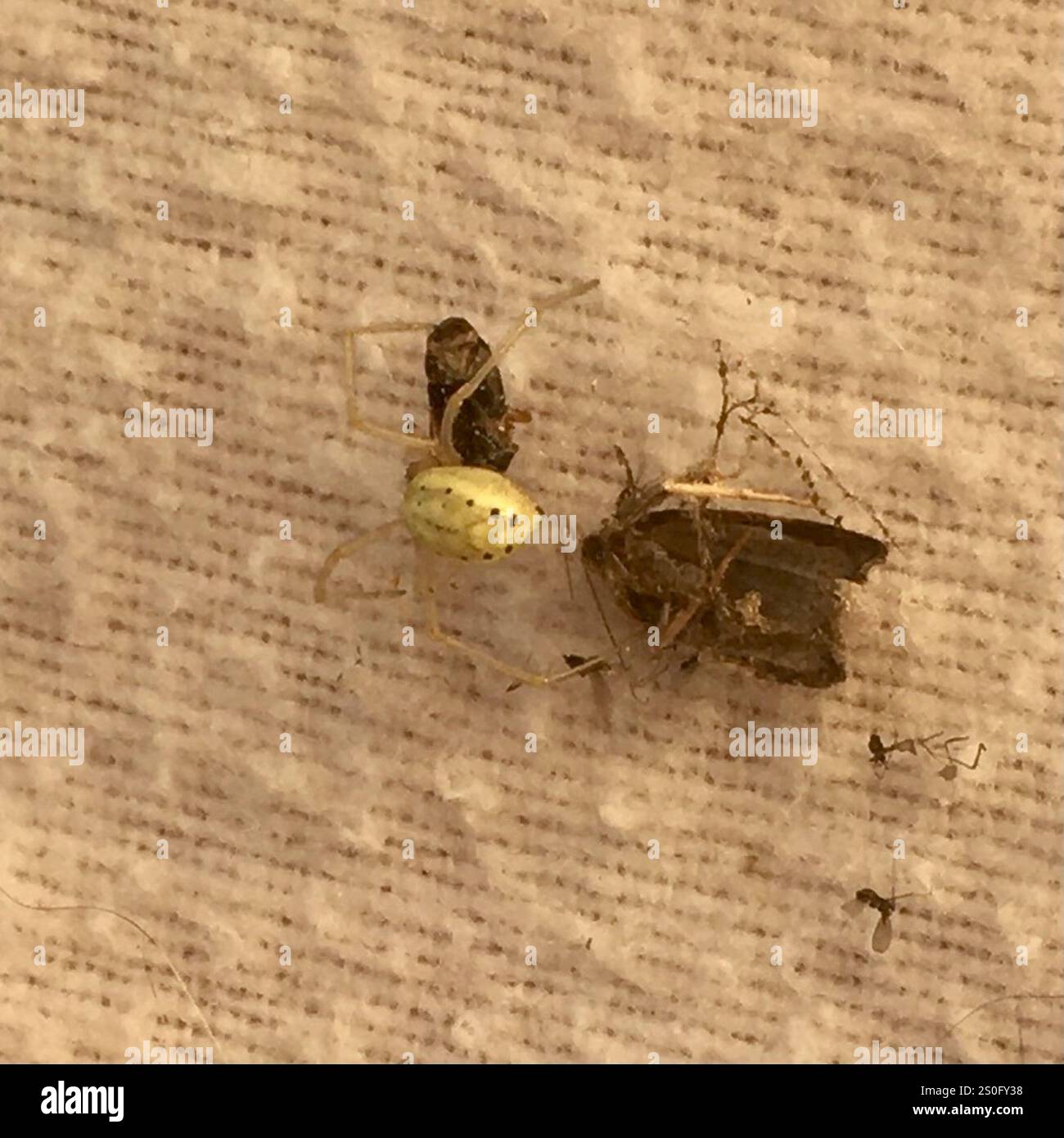 Common candy-striped spider (Enoplognatha ovata Stock Photo - Alamy