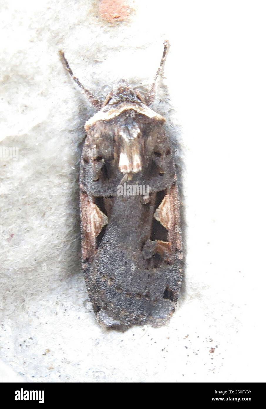 Setaceous Hebrew Character (Xestia c-nigrum Stock Photo - Alamy