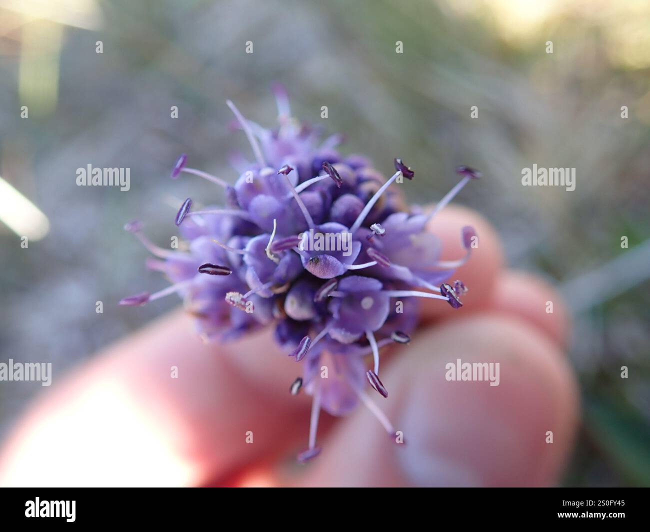 Devil's-bit Scabious (Succisa pratensis Stock Photo - Alamy