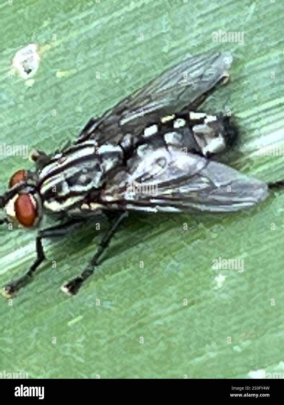 Common Flesh Flies (Sarcophaga Stock Photo - Alamy