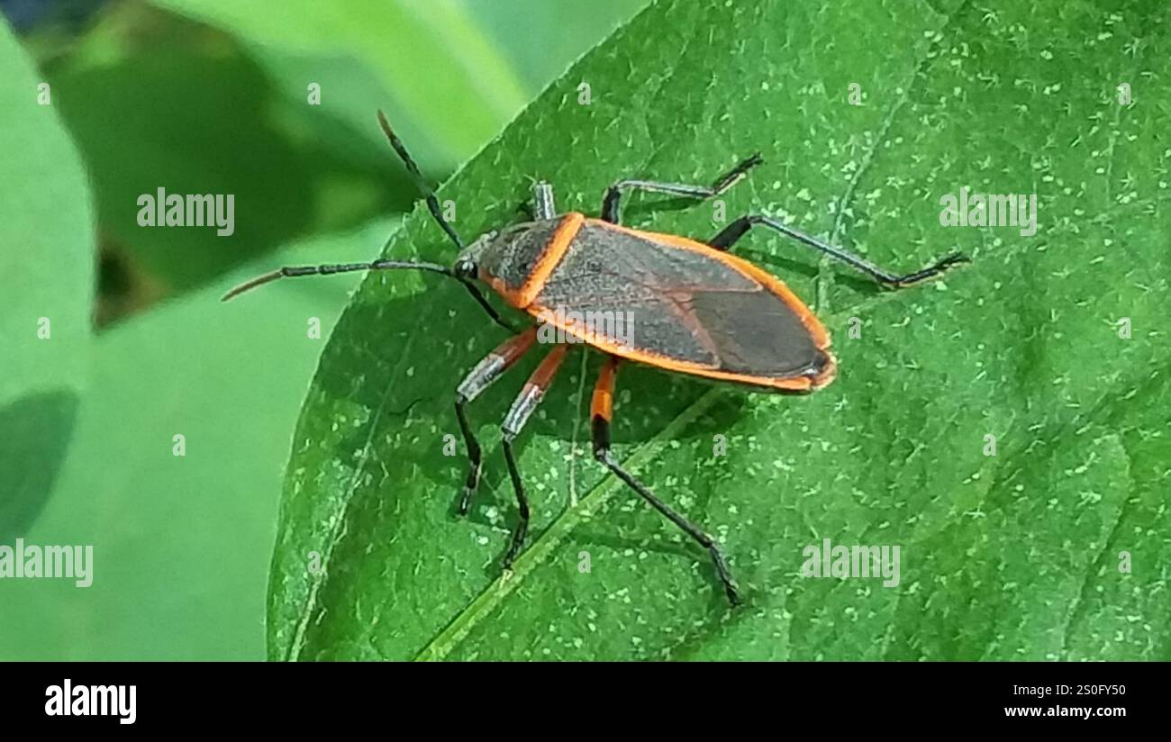 Eastern Bordered Plant Bug (Largus succinctus Stock Photo - Alamy