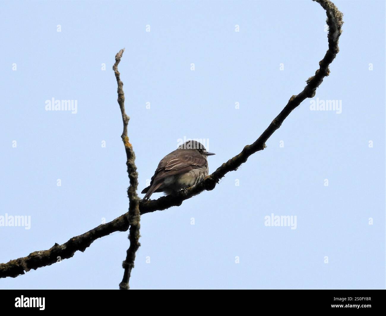 Western Wood-Pewee (Contopus sordidulus Stock Photo - Alamy