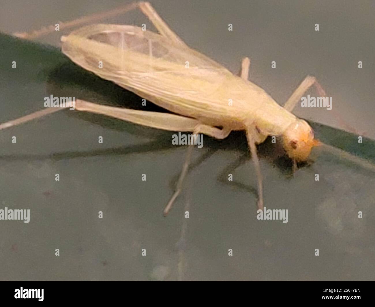 Common Tree Crickets (Oecanthus Stock Photo - Alamy