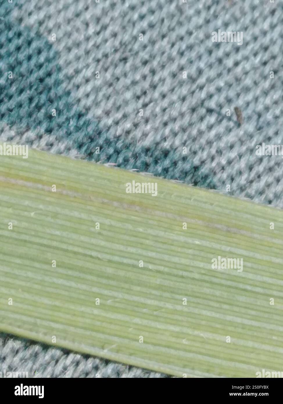 Intermediate Wheatgrass (Thinopyrum intermedium Stock Photo - Alamy