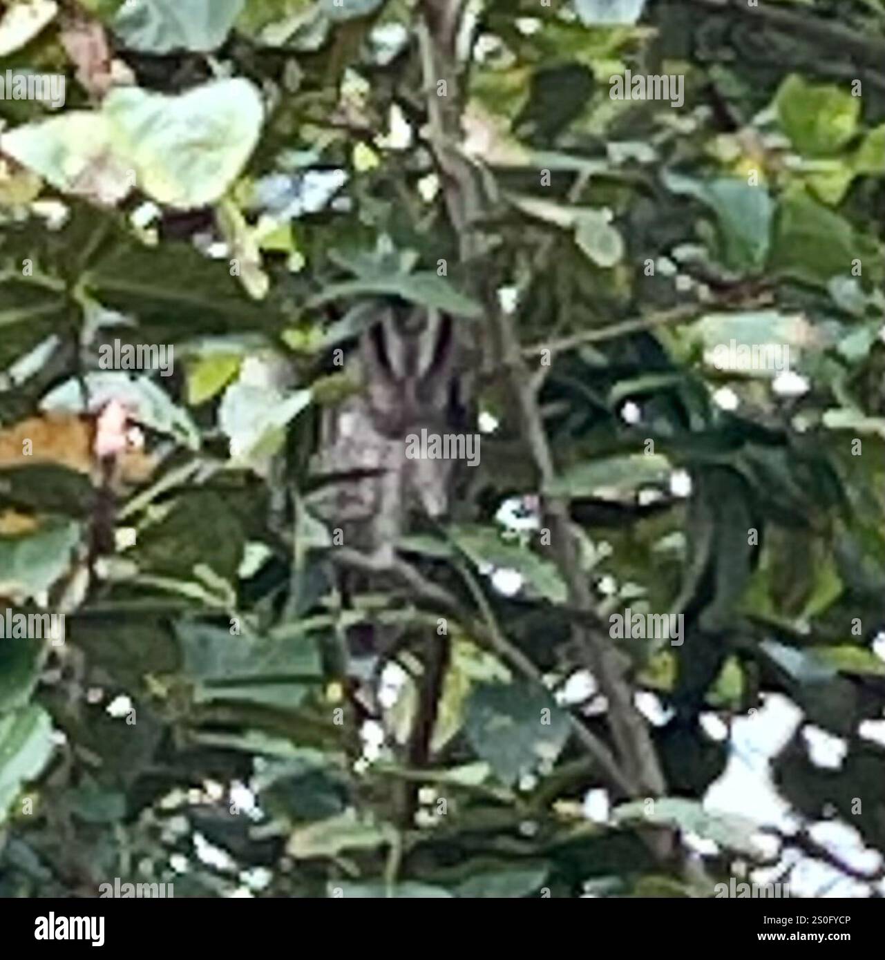 Pacific Screech-Owl (Megascops cooperi Stock Photo - Alamy
