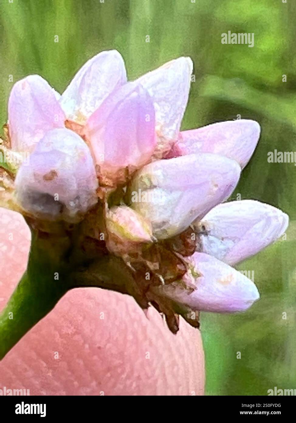 arrow-leaved tearthumb (Persicaria sagittata Stock Photo - Alamy