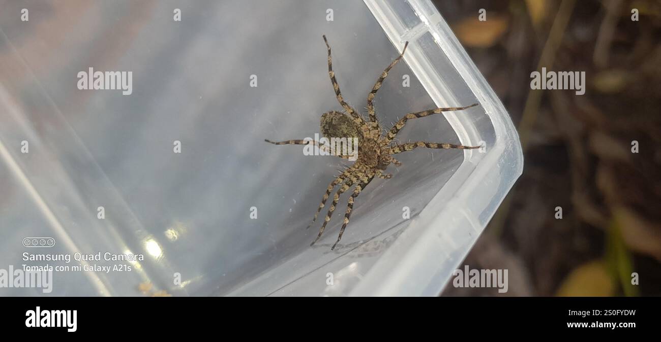 Crescent-eyed Spiders (Selenops Stock Photo - Alamy