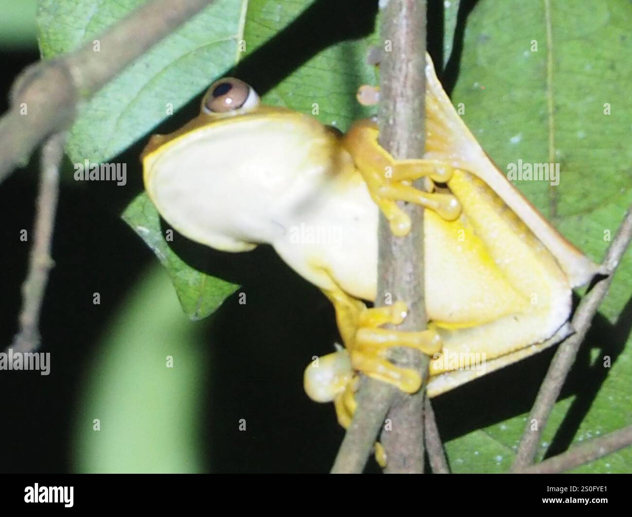 Gladiator Tree Frogs (Boana Stock Photo - Alamy