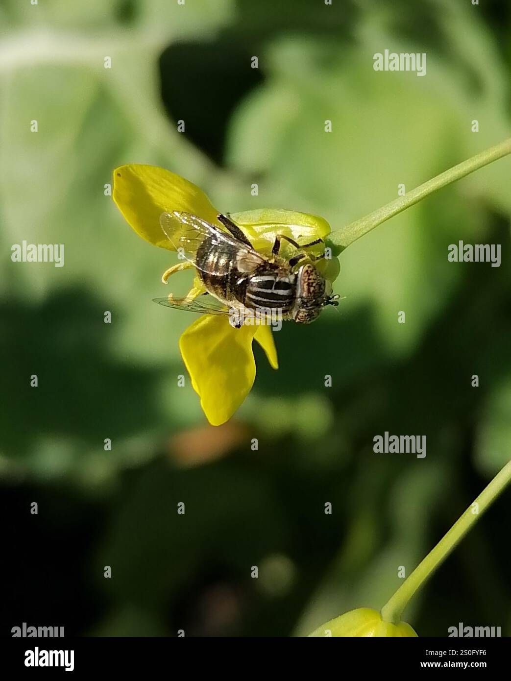 Common Lagoon Fly (Eristalinus aeneus Stock Photo - Alamy