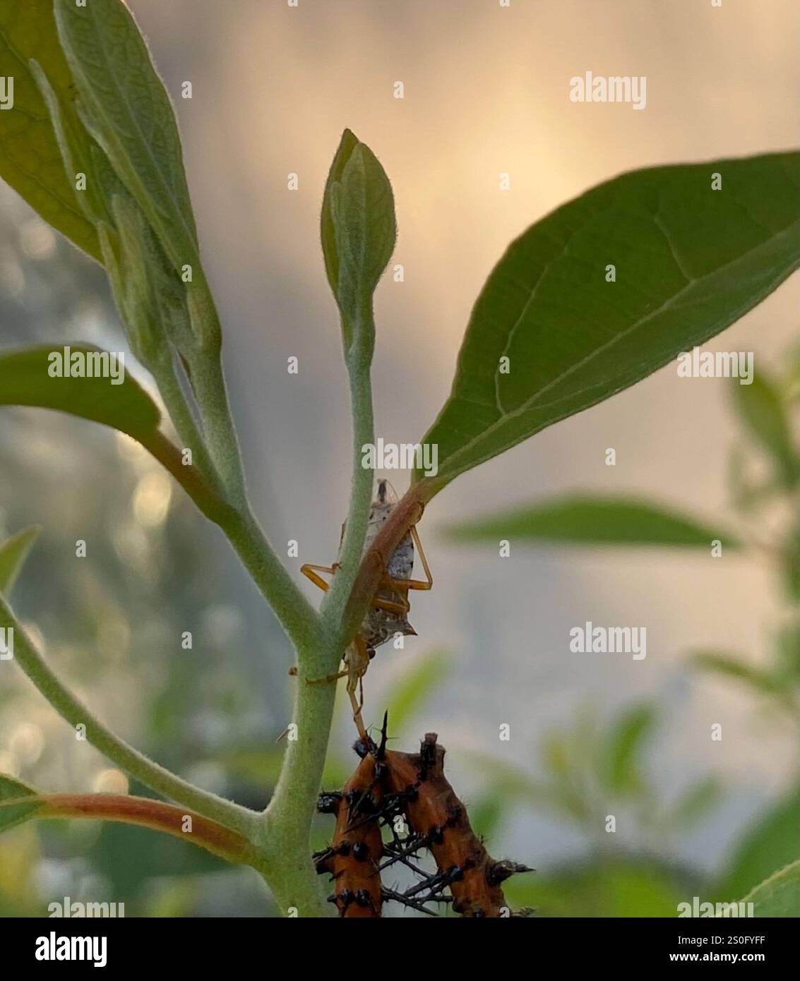 Predatory Stink Bugs (Asopinae Stock Photo - Alamy