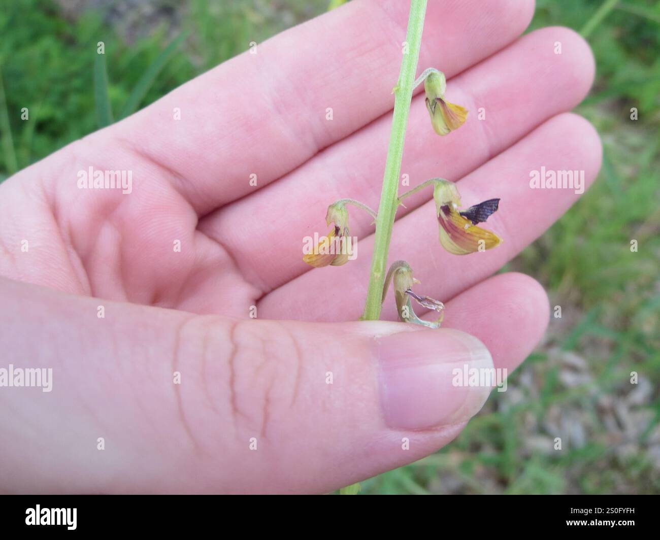 lanceleaf rattlebox (Crotalaria lanceolata Stock Photo - Alamy