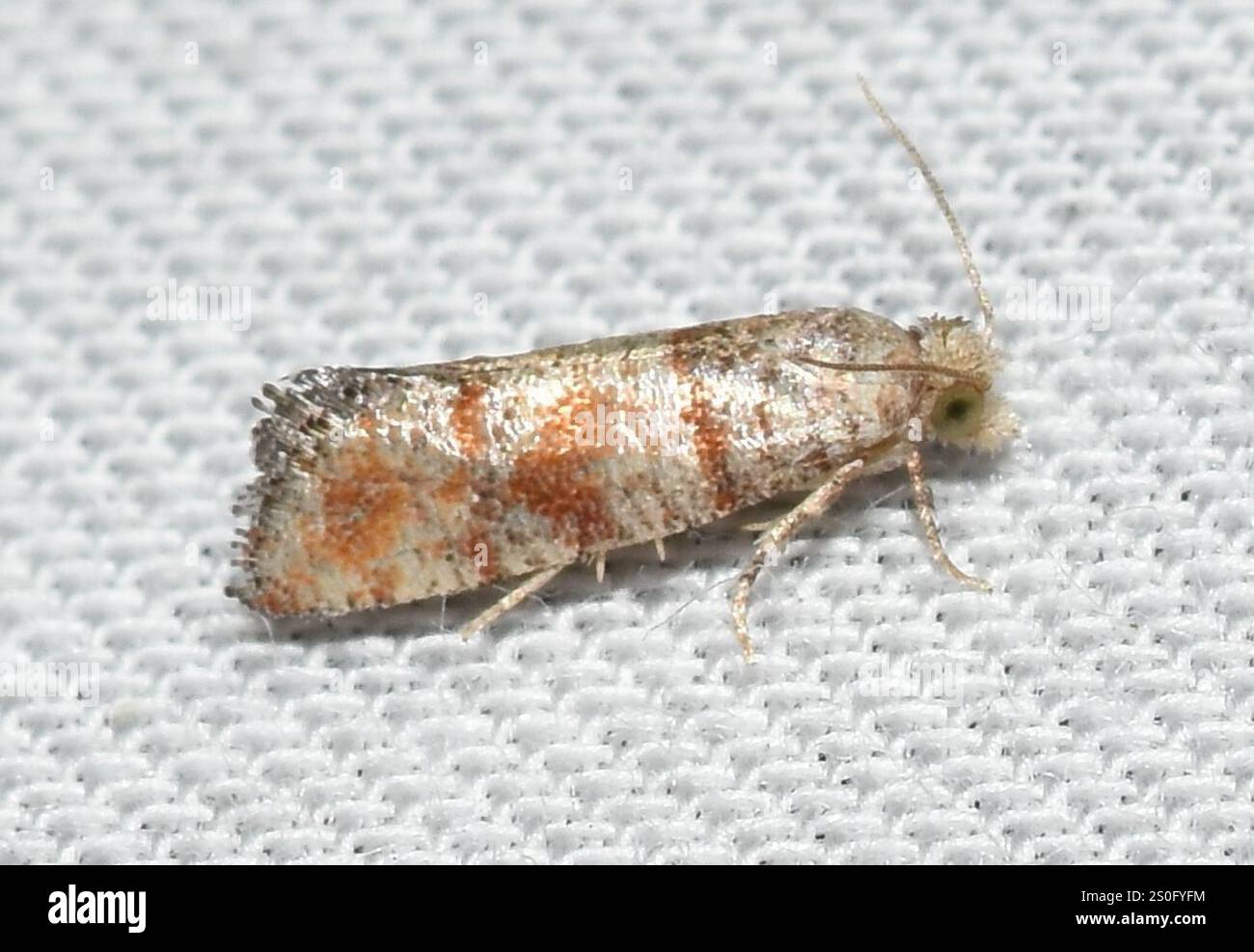 Nantucket Pine Tip Moth (Rhyacionia frustrana Stock Photo - Alamy