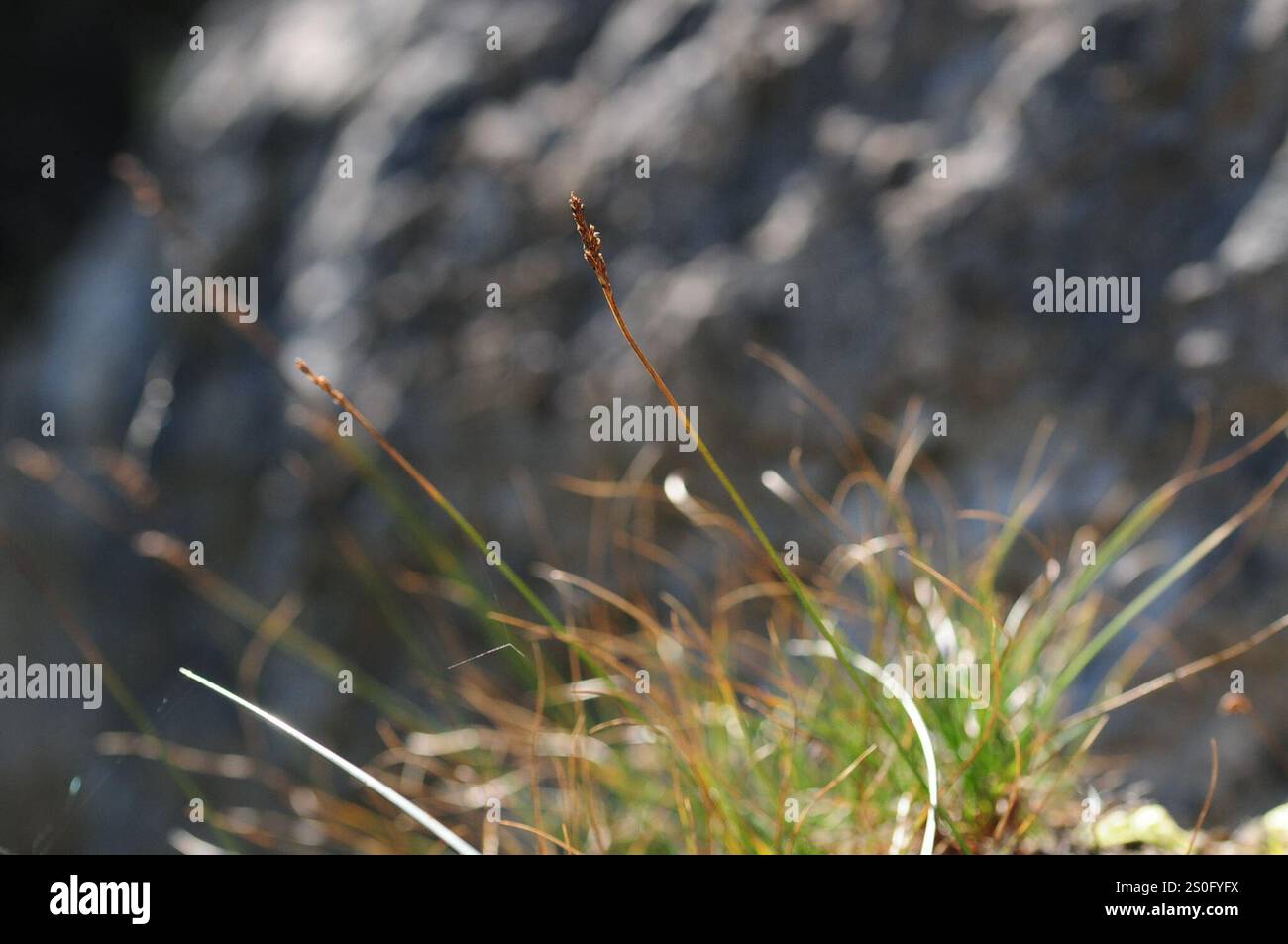 Simple Bog Sedge (Carex simpliciuscula Stock Photo - Alamy