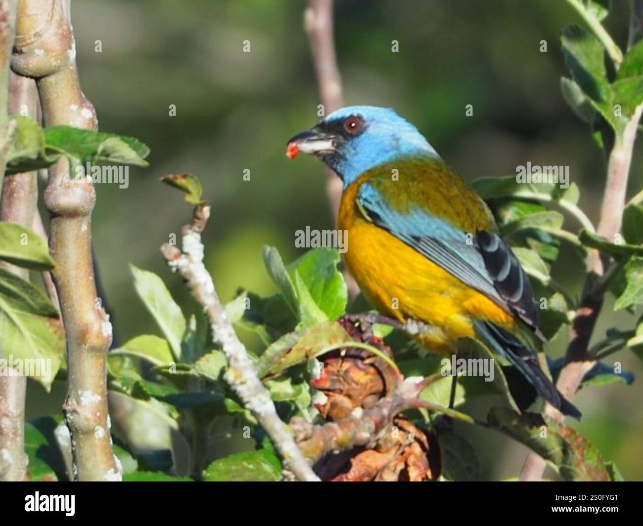 Blue-and-yellow Tanager (Rauenia bonariensis Stock Photo - Alamy