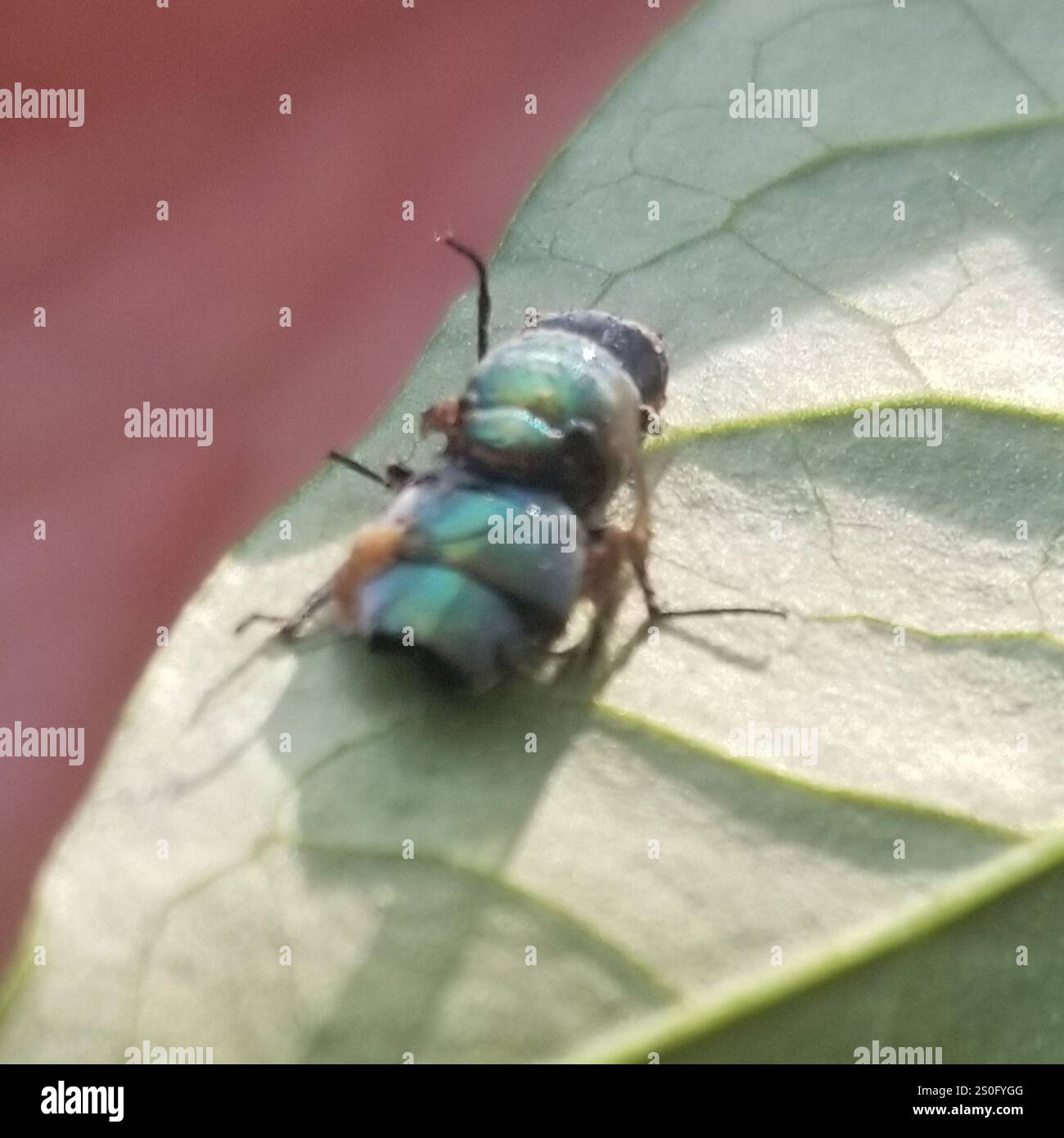 Fly Death Fungi (Entomophthora muscae Stock Photo - Alamy