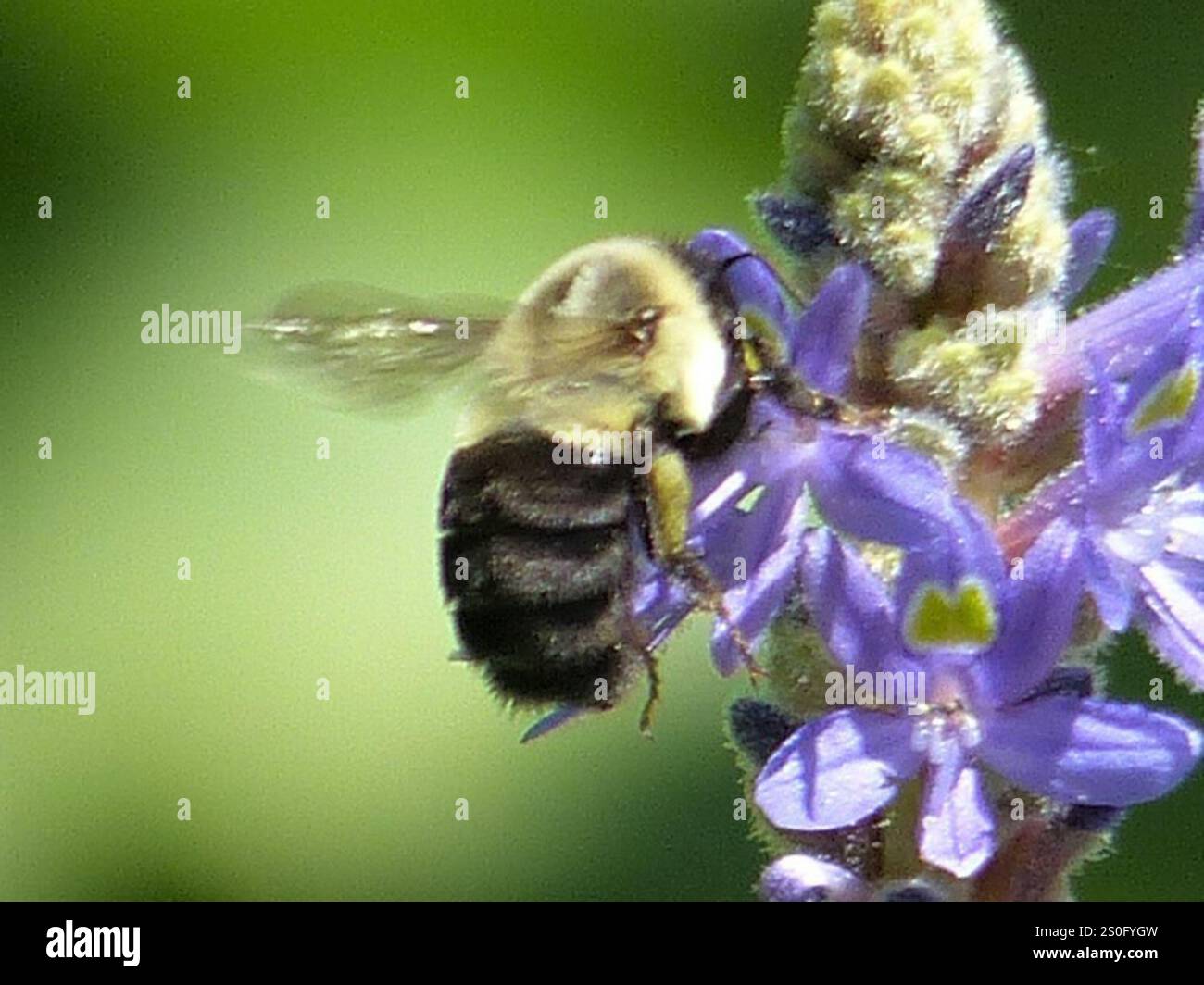 Common Eastern Bumble Bee (Bombus impatiens Stock Photo - Alamy