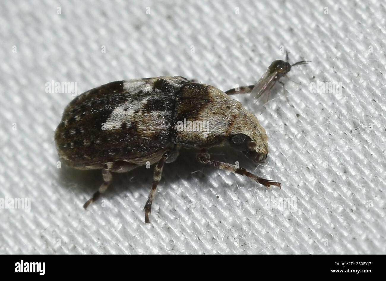 Rustic Fungus Weevil (Euparius paganus Stock Photo - Alamy