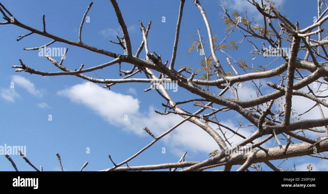 Live Long (Lannea discolor Stock Photo - Alamy